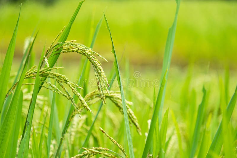 Close Up of Paddy Green Rice Field Stock Photo - Image of chinese ...