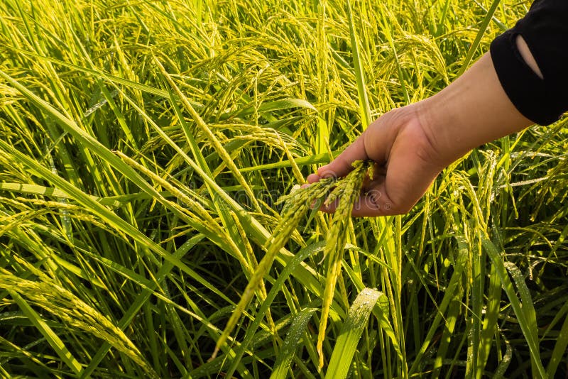 Close Up Paddy Rice Field with Hand Stock Image - Image of countryside ...