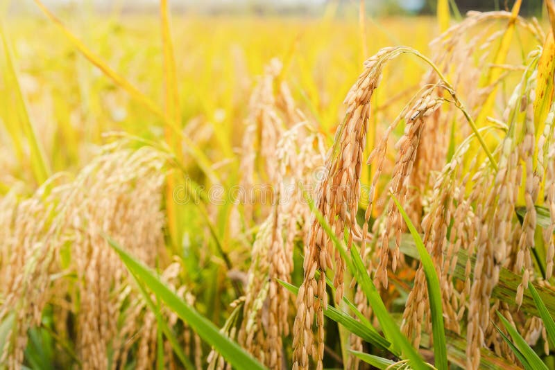 Close Up of Paddy Rice Field in Morning Time Stock Photo - Image of ...