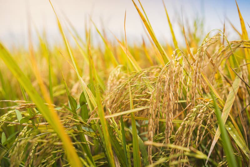Close Up of Paddy Rice Field in Morning Time Stock Image - Image of ...