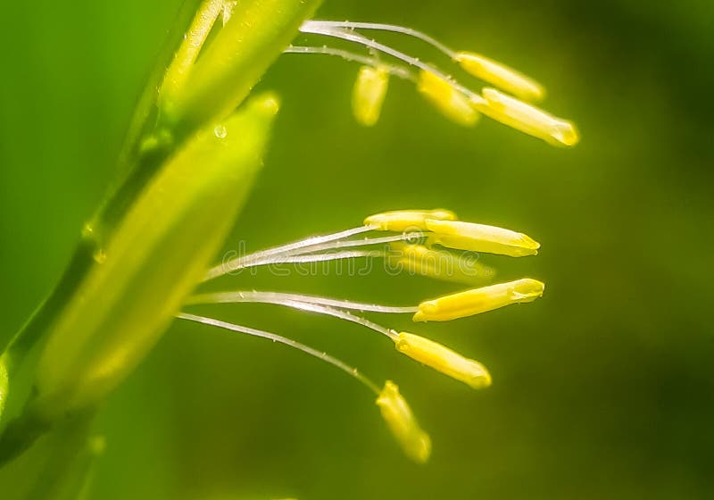Paddy Flower stock image. Image of closeup, juicy, kerala - 58735319