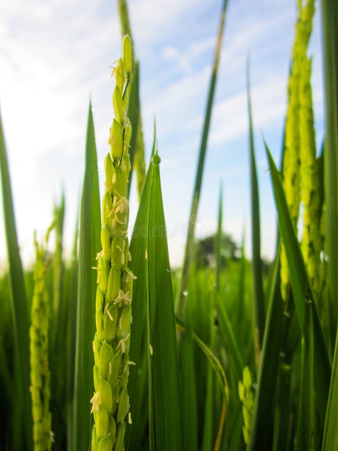 Close Up of Paddy Rice Seed with Rice Fields in the Background Stock ...