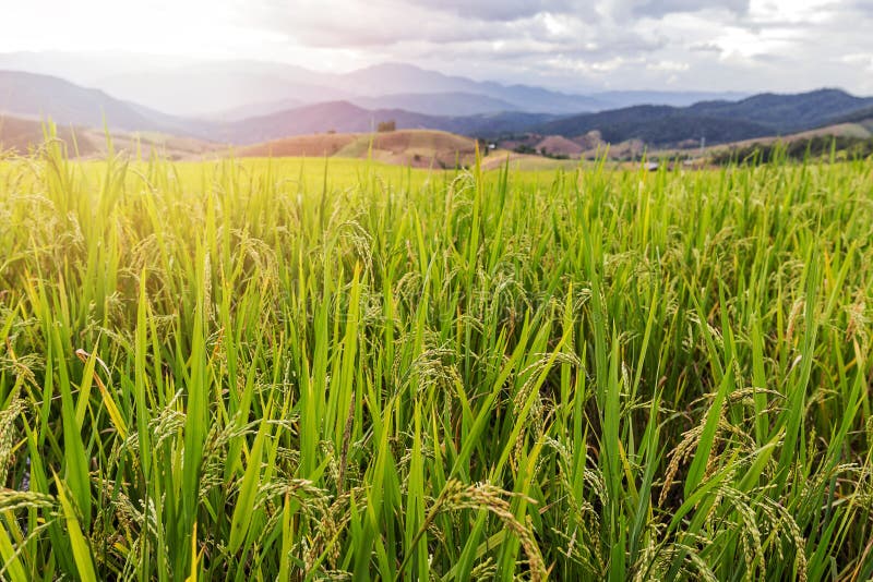 Paddy rice seed stock image. Image of meadow, grow, cultivate - 104076523