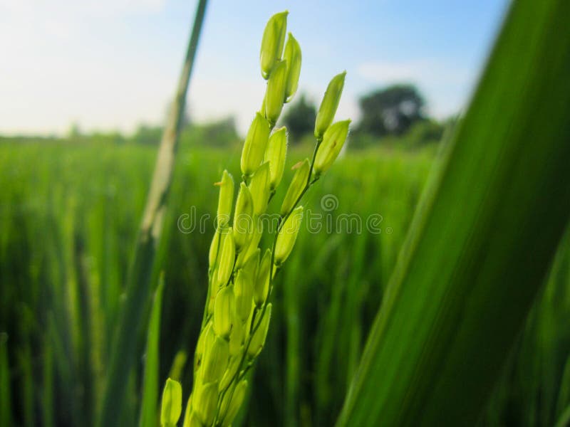 Close Up of Paddy Rice Seed with Rice Fields in the Background Stock ...