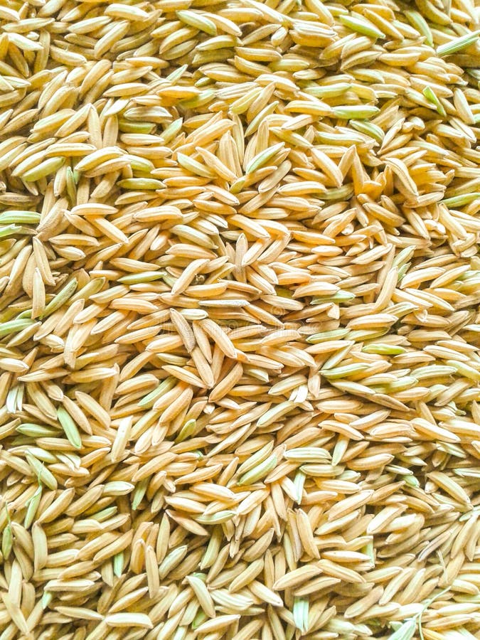 Paddy rice texture stock image. Image of natural, detail - 111284379