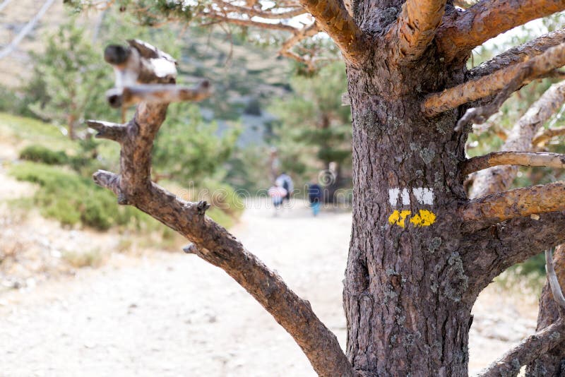 Close Up of a Painted Blaze on a Pine Tree. Stock Image - Image of ...