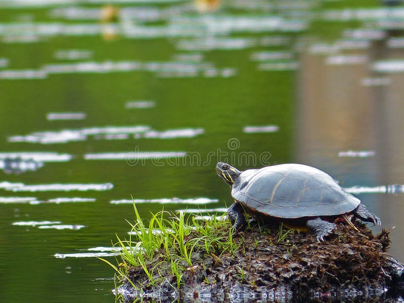 Painted Turtle at a Pond stock photo. Image of water - 119112416