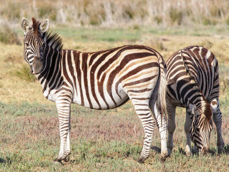 Close Up of a Pair of Birchells Zebra in the Western Cape Stock Photo ...