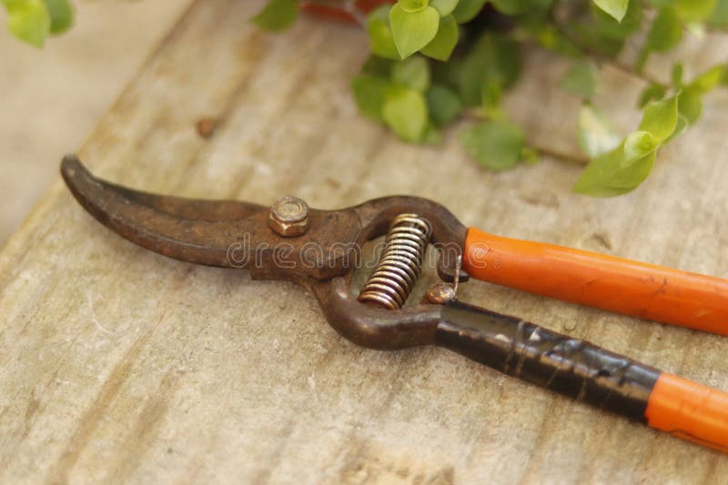 Close-up of a Pair of Garden Shears with a Bright Green Plant Resting ...