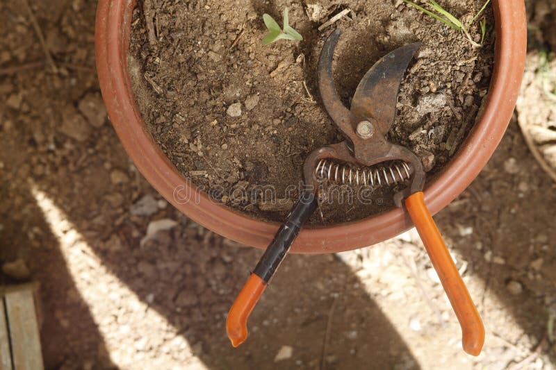 Close-up of a Pair of Garden Shears with a Bright Green Plant Resting ...