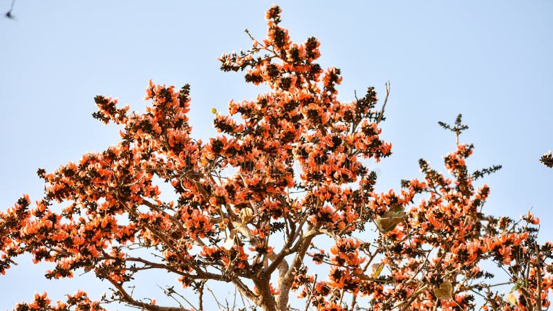 PalashÂ orÂ Flame of the Forest Tree Fully Covered with Flower Stock ...