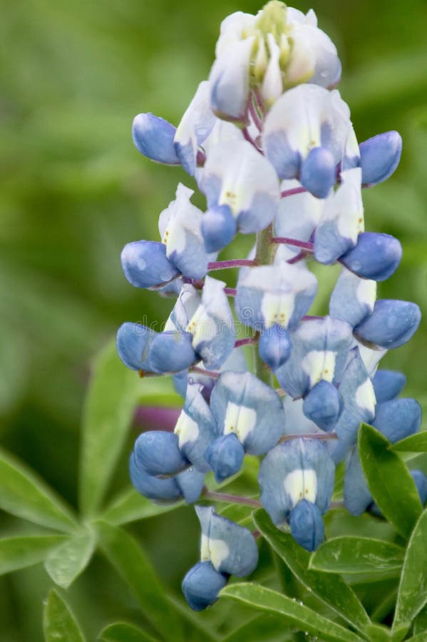 Bluebonnet stock image. Image of petal, bluebonnet, isolated - 114315917