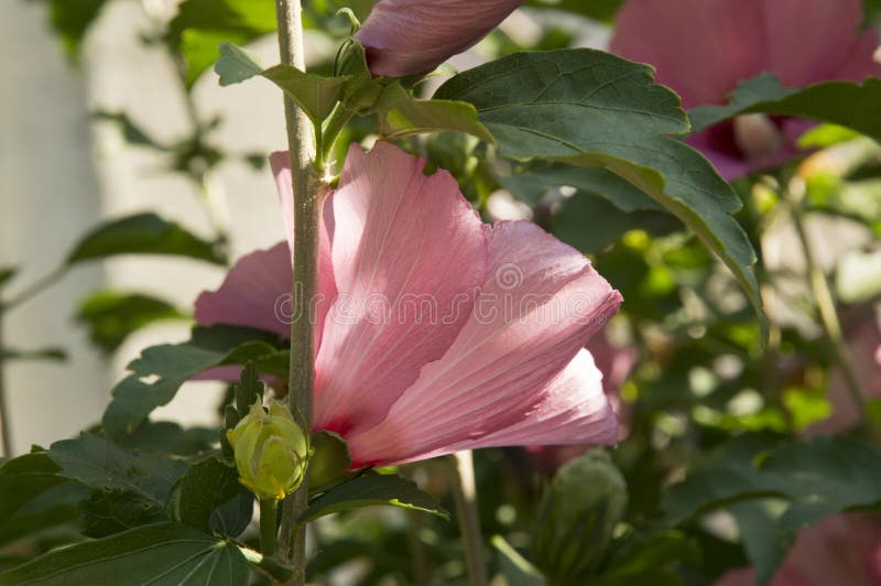 Close-up: Pale Pink and Red Rose Mallow Flower Stock Image - Image of ...