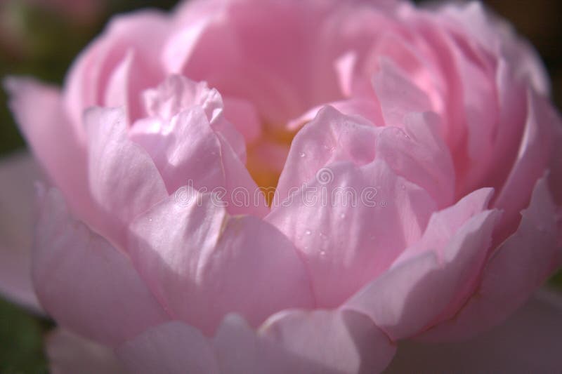 A Close Up of Pale Pink Rose Petals Stock Photo - Image of pale, stamen ...