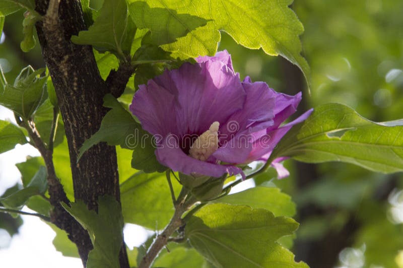 Close-up: Pale Purple Rose Mallow Flower Stock Image - Image of ...