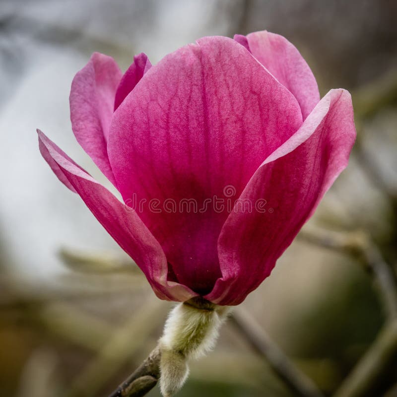 Magnolia Ian s Red stock image. Image of blossom, flower - 218855401