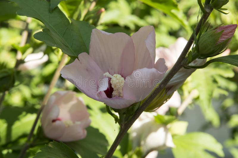 Close-up: Pale White Rose Mallow Flower Stock Photo - Image of nature ...