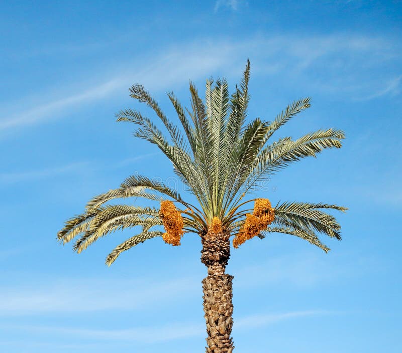 Close up of palm stock image. Image of dioecious, fruit - 104976709