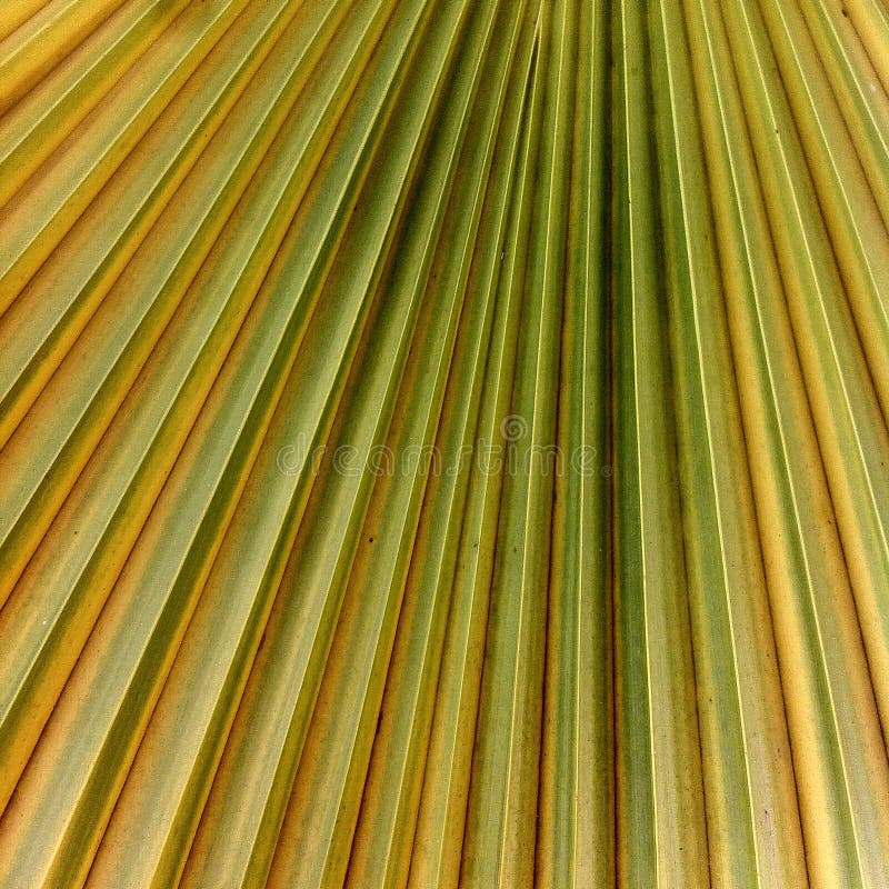 Palm Frond Background stock image. Image of frond, plant - 95470005