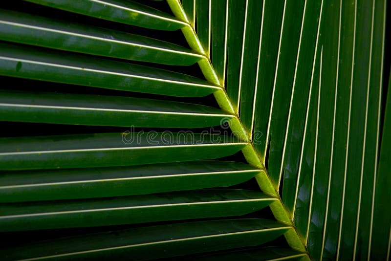 Close up of a palm frond stock photo. Image of people - 68508654