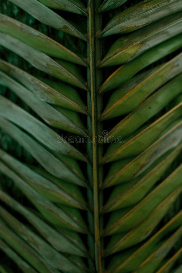 Close Up of a Palm Frond with the Rachis and Leaflet. Top Down Stock ...