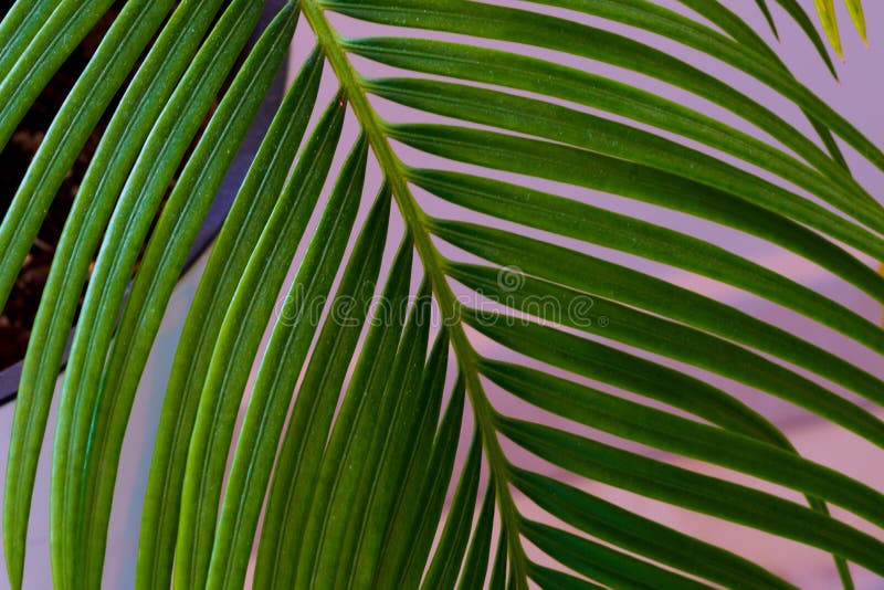 Close-up of a Fragment of a Cycus Palm Leaf Stock Image - Image of wing ...