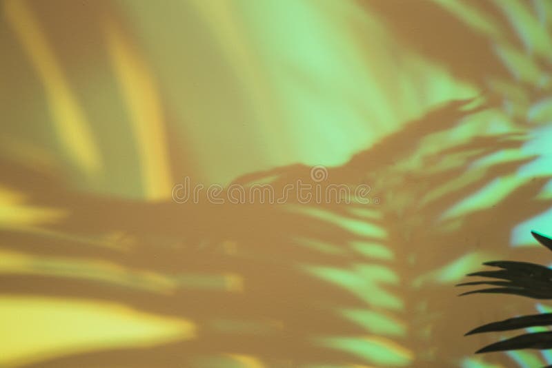 Close Up Palm Leaves Shadow Green Backdrop. High Quality Photo Stock ...