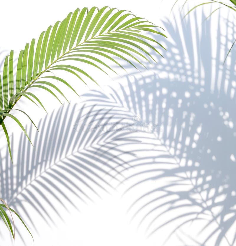Palm Leaves and Shadows on a White Wall Background Stock Image - Image ... Palm Leaves and Shadows on a White Wall Background Stock Image - Image ...