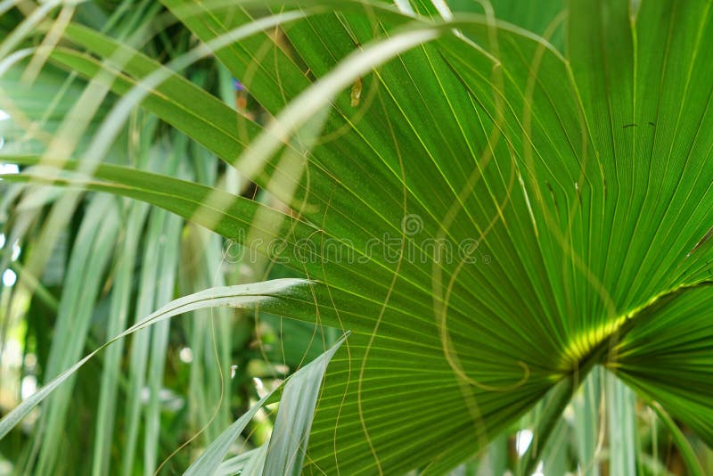 Close Up of Palm Leaves in Tropical Forest Stock Image - Image of life ...