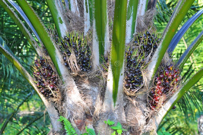 Ripe Oil Palm. Elaeis Guineensis on Its Tree, the Green Fruitlets are ...