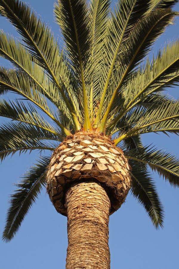 Close Up Palm Tree stock photo. Image of nature, green - 11818856