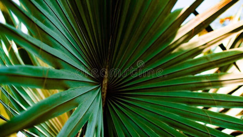 A Close Up Shot of the Center of a Palm Tree Stock Photo - Image of ...