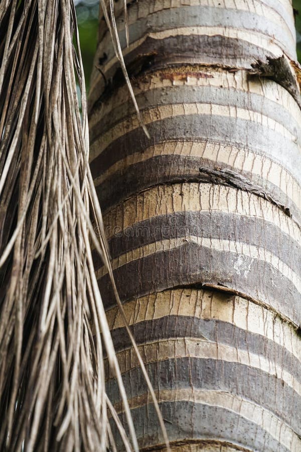 Close Up Palm Tree Coconut Tree Trunk and Leaf Texture Stock Image ...