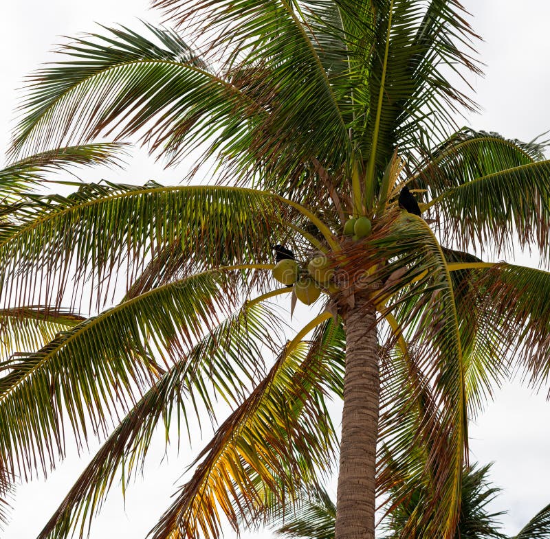 Close Up of a Palm Tree with Coconuts Stock Image - Image of jungle ...