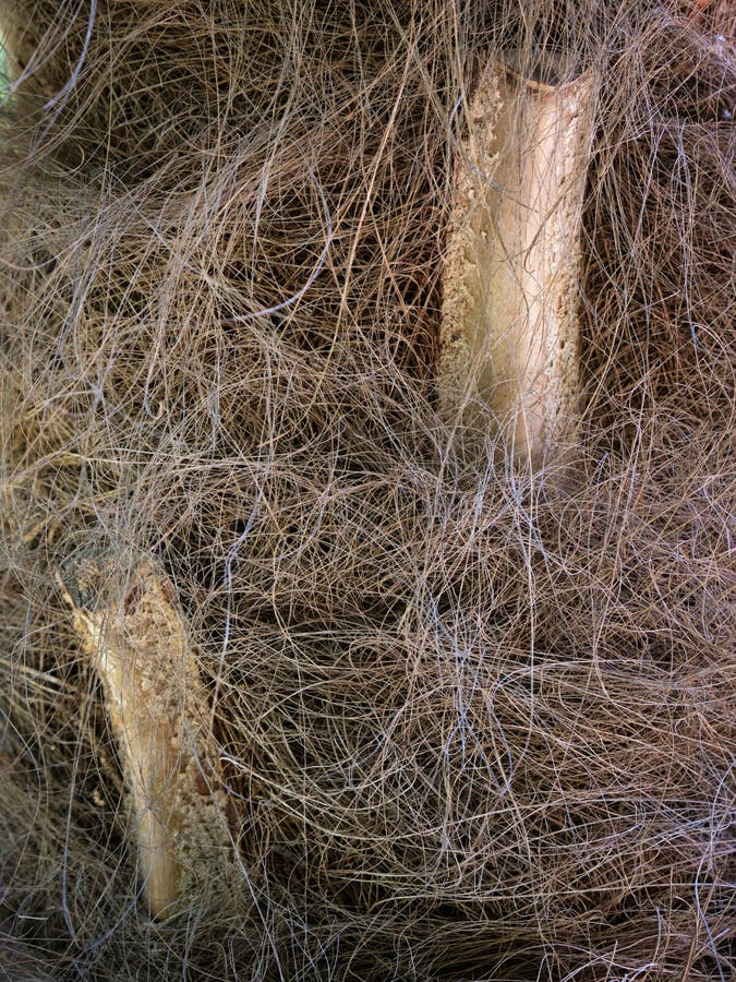 Close-up of a Palm Tree Fiber on a Trunk Stock Image - Image of garden ...