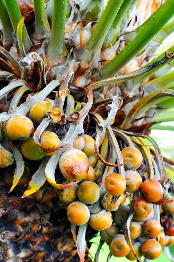 Close Up of Palm Tree Fruit - Cycas Stock Image - Image of funchal ...