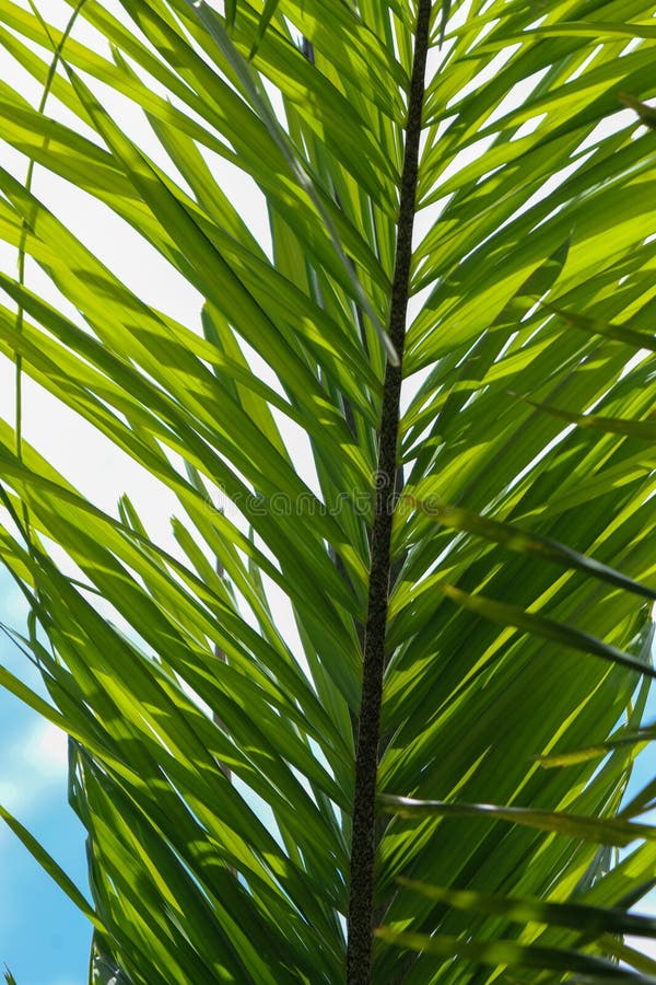 Close Up of Palm Tree Leave with Sky Background Stock Photo - Image of ...