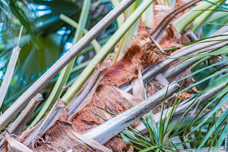 Close-up of a Palm Tree with Peeling Bark, Revealing Reddish Layers Set ...