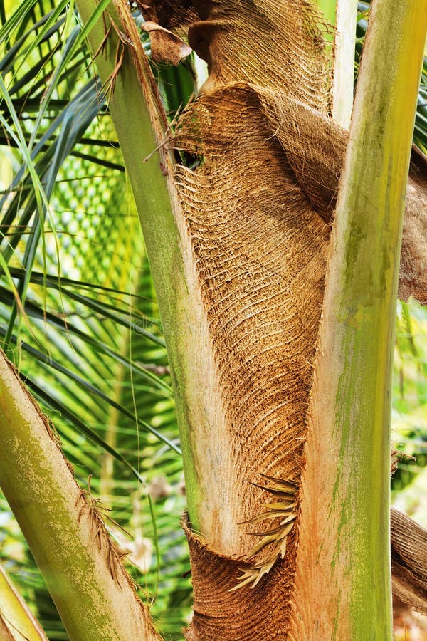 Close-up of Palm Tree Stem. Stock Image - Image of lines, flora: 26167533