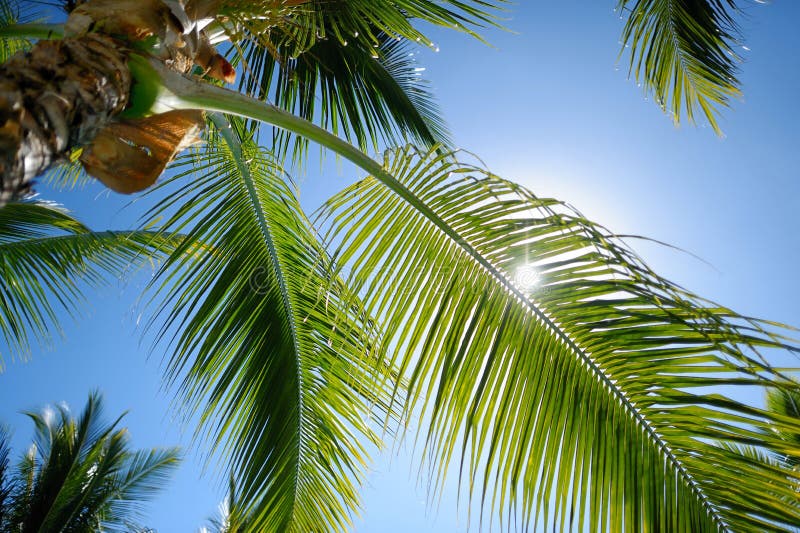 Close up of a palm tree stock image. Image of outside - 39136555