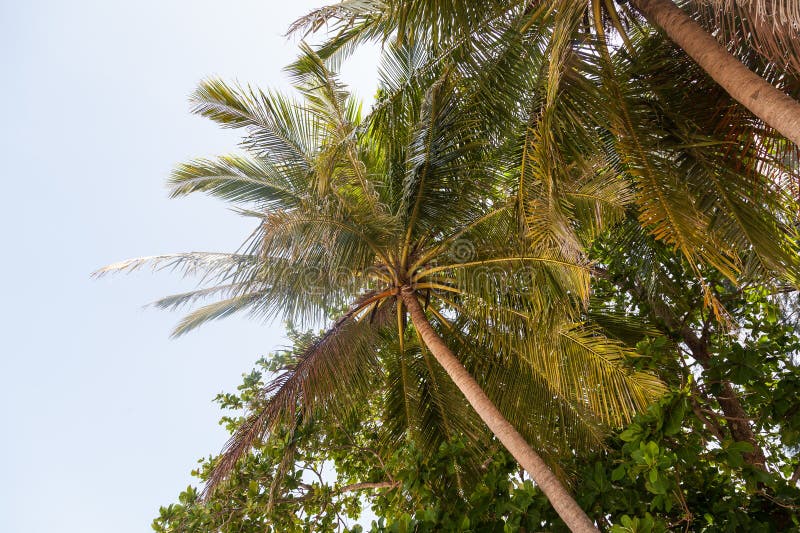 Close-up on Palm Trees with Coconuts in Tropical Climate in Thailand ...