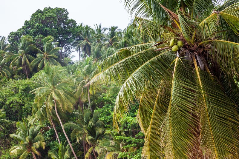 Close-up on Palm Trees with Coconuts in Tropical Climate in Thailand ...