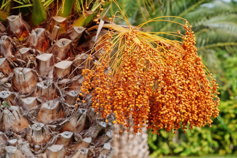 Close Up Palm Trees with Ripe Dates at Bodrum, Turkey Stock Photo ...