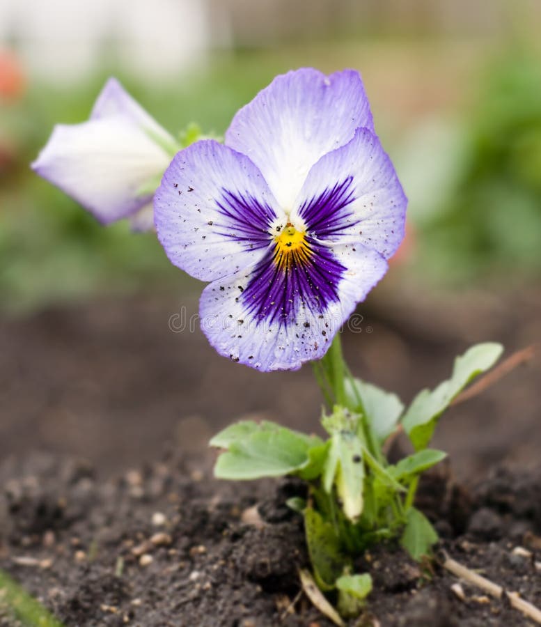 Violet stock image. Image of pansy, beauty, purple, violet - 137296275
