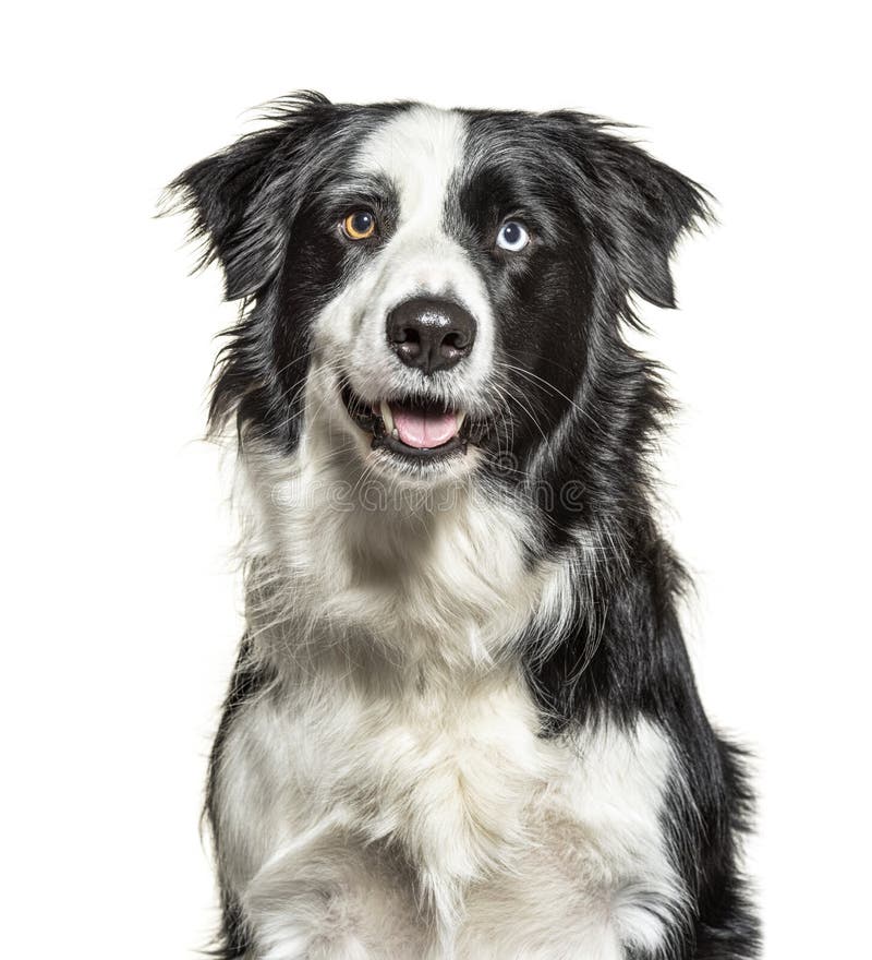 Close-up on a Panting Black and White Border Collie Stock Image - Image ...