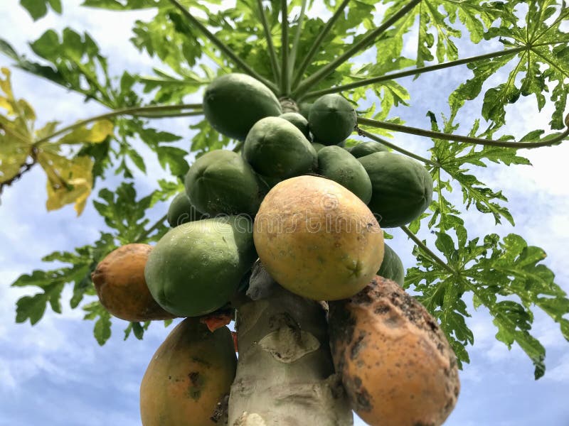 Papaya is Still Young on the Tree in a Traditional Organic Garden Stock ...