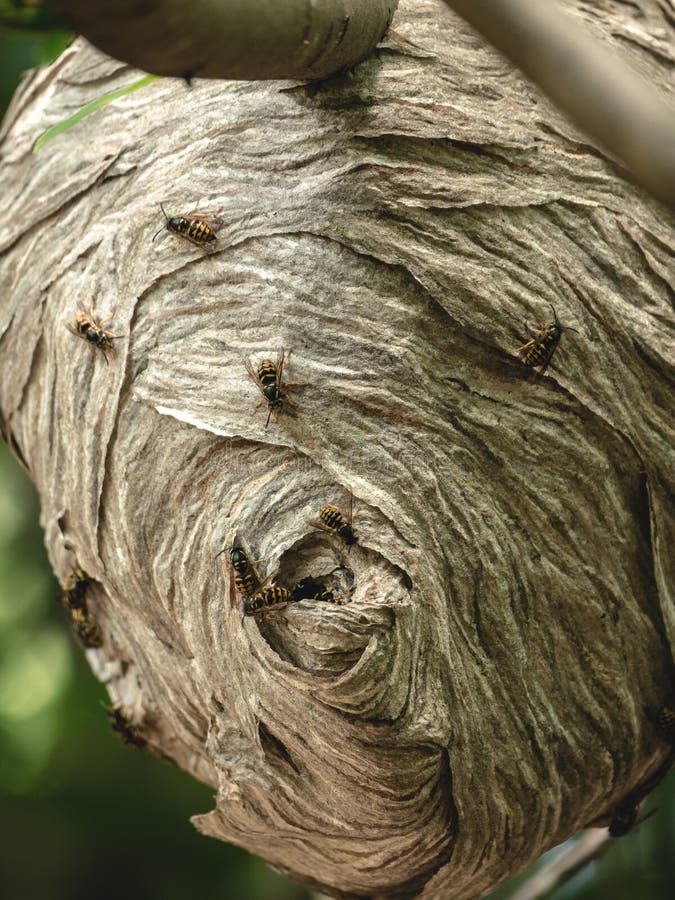 Close Up Paper Wasp Hive Colony in Forest Tree Stock Image - Image of ...