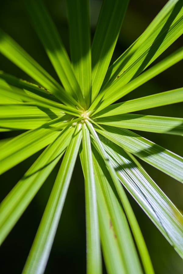 Close Up of Papyrus Green Leaf Stock Photo - Image of green, abstract ...