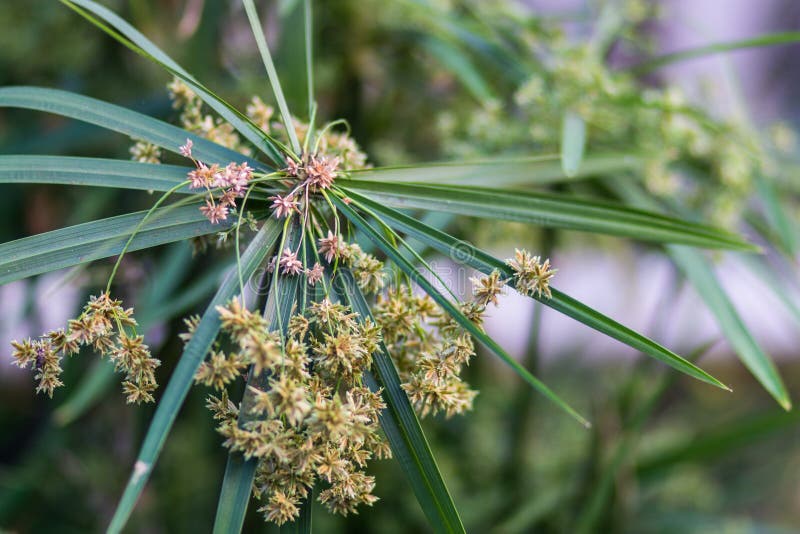 413 Papyrus Plant Egypt Stock Photos - Free & Royalty-Free Stock Photos ...