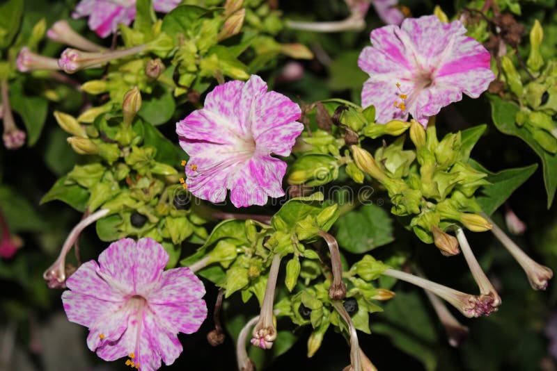 Close-up of Parakeet Flower Stock Image - Image of middle, flower ...